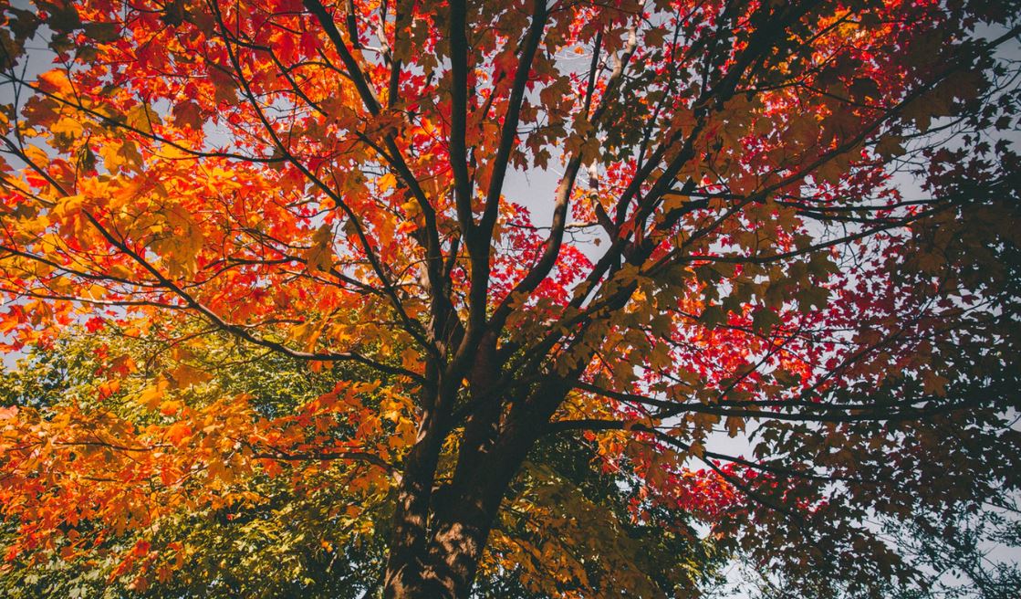 Fall Colours in Photos | West Kelowna | Visitwestside