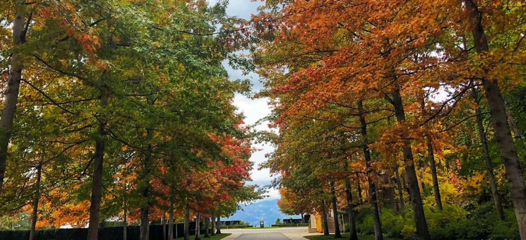 The Best Places to See the Fall Foliage in West Kelowna | Okanagan ...