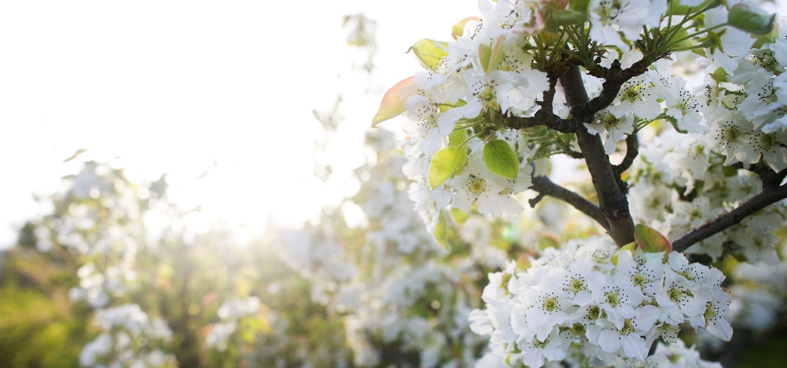 Best Time to See the Spring Blossoms