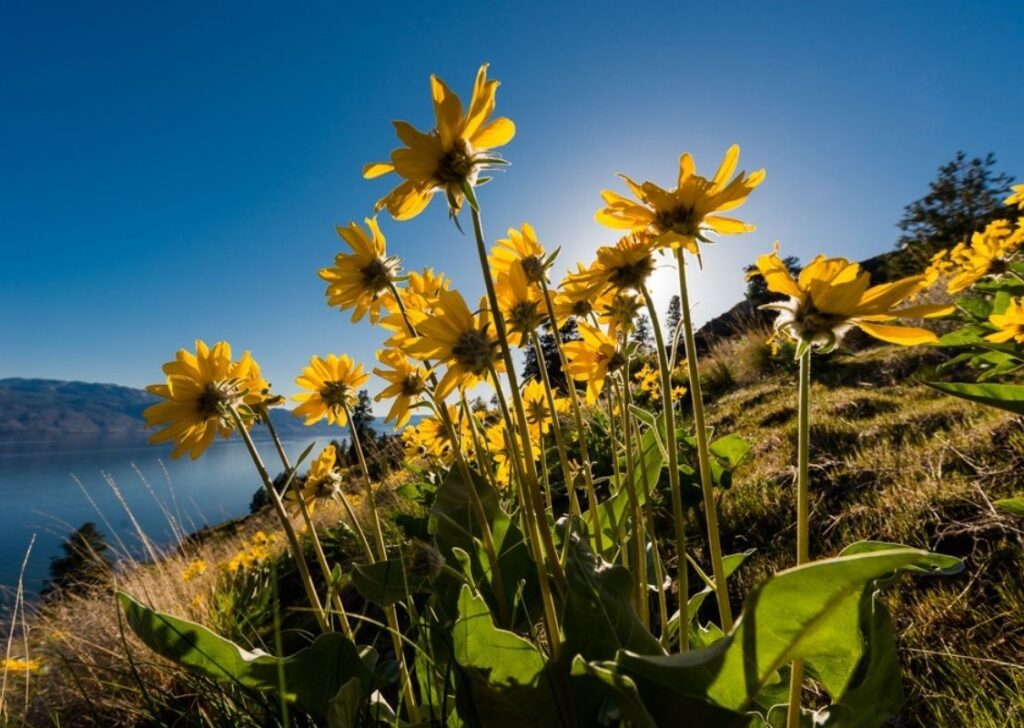 Here's when to see the Spring Blossoms