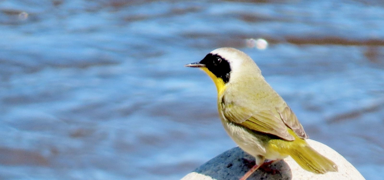 How to start bird watching