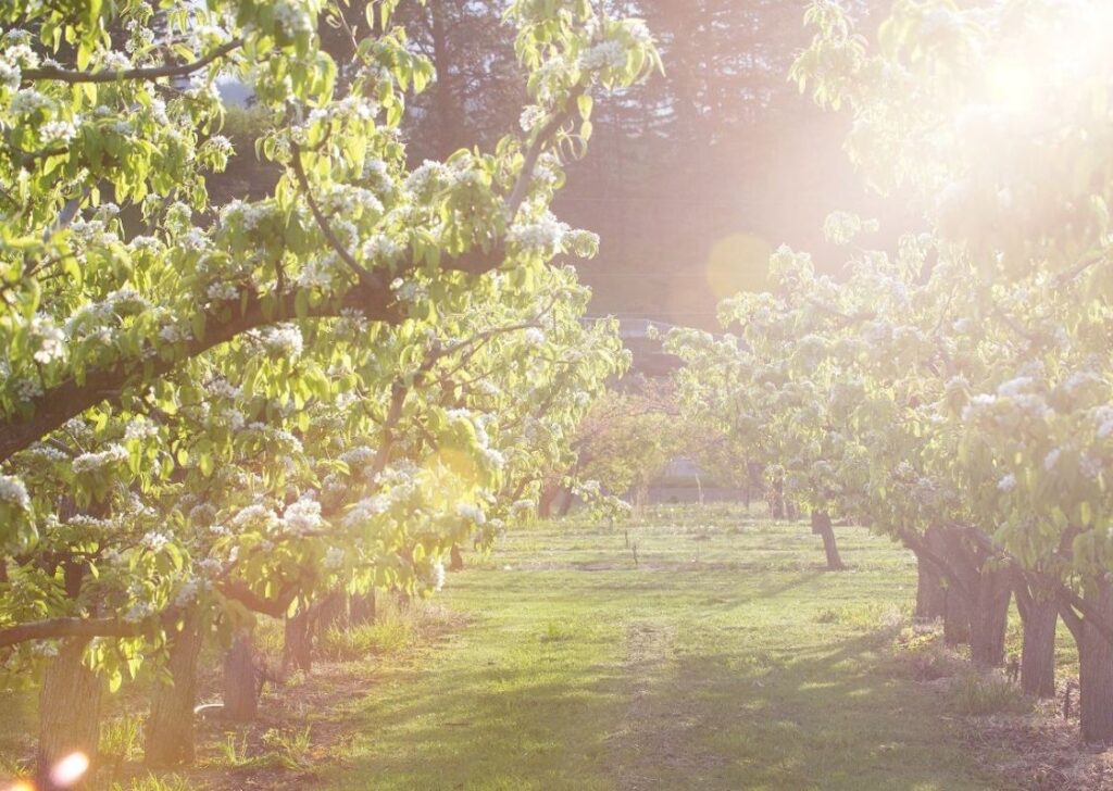 Here's when to see the Spring Blossoms